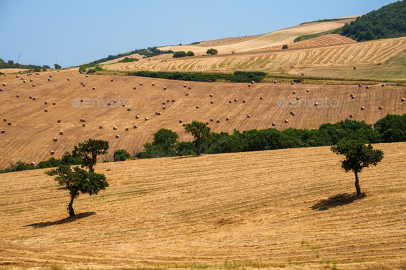 Country landscape near Forenza and Venosa, Basilicata, Italy Stock ...
