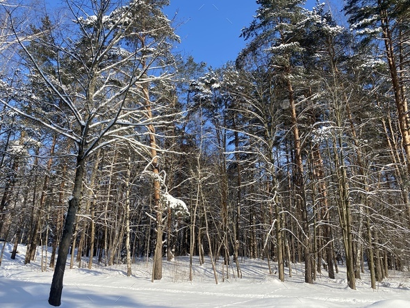 pine forest in winter covered with a large layer of snow, blue sky ...
