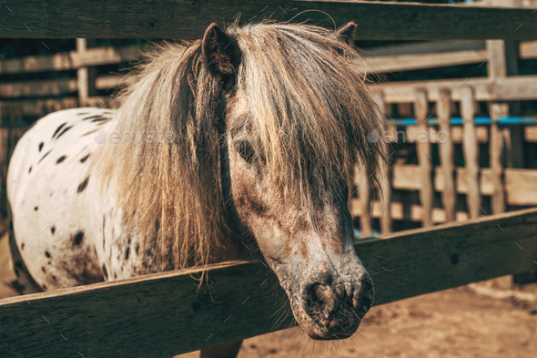 Cute spotted shetland pony horse sticking his head out of the paddock ...