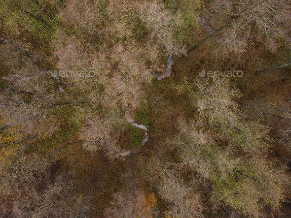 Aerial drone view of foggy autumn deciduous forest in the morning. Top ...