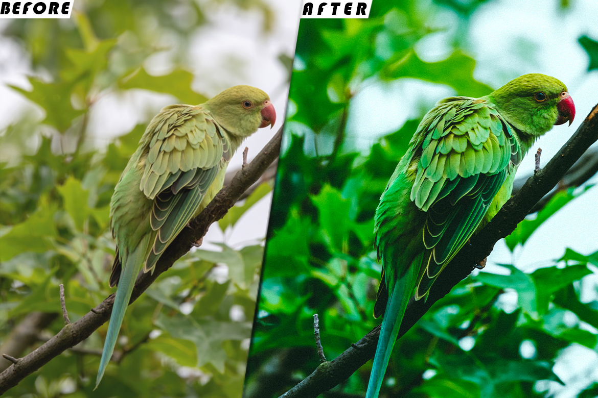Airy Green Filter Lightroom Presets - Photoshop And luts Videos ...