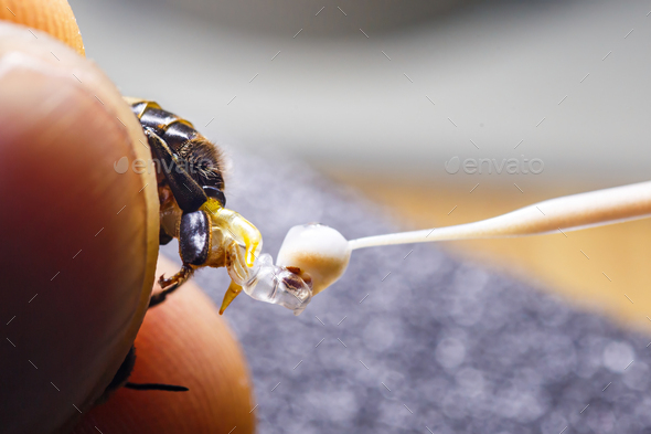 Preparation of material for artificial insemination of queen bees ...