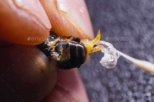 Preparation of material for artificial insemination of queen bees ...