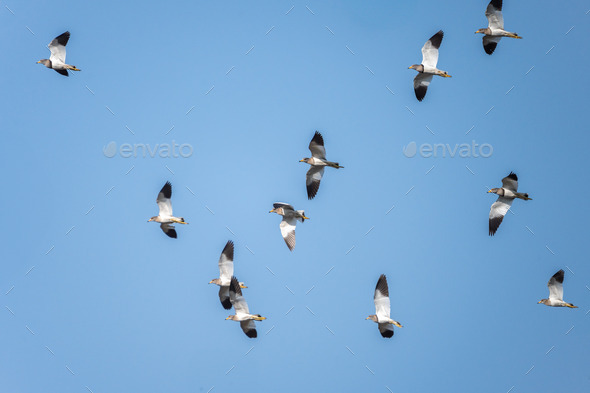 Flock of seven birds soaring in unison. Stock Photo by wirestock ...