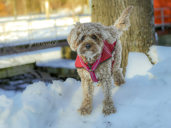 Young Cavapoo dog playing in the snow with a red cover in Ludvika City ...
