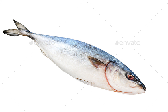 Raw Japanese yellowtail. Fresh Fish Amberjack. Isolated on white ...