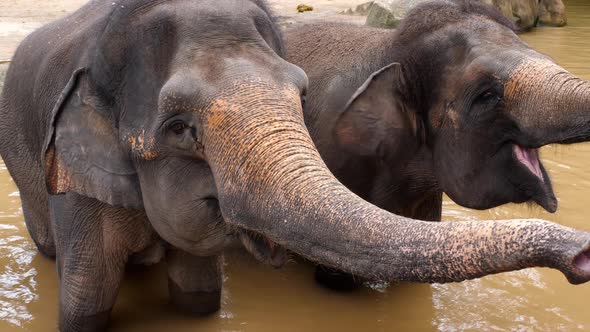 Feeding Elephants in National Park, Stock Footage | VideoHive