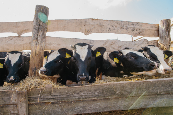 Young bulls in the corral. Animal breeding in agriculture. Stock Photo ...