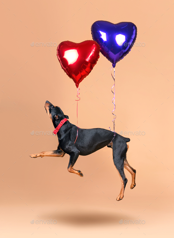 Black dog flying with air balloons Stock Photo by eAlisa | PhotoDune