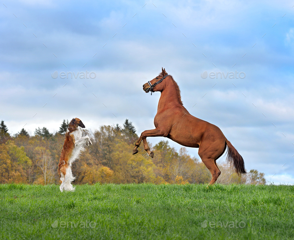 Horse and borzoi dog reared up on hind legs Stock Photo by eAlisa ...