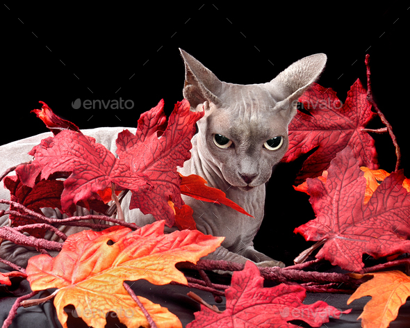 Angry hairless sphynx cat Stock Photo by eAlisa | PhotoDune