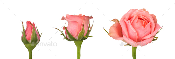 Blooming stages of pink rose flower isolated on white background. Stock ...