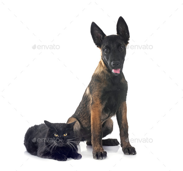 malinois and cat in studio Stock Photo by cynoclub | PhotoDune