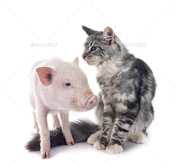 miniature pig and maine coon cat Stock Photo by cynoclub | PhotoDune