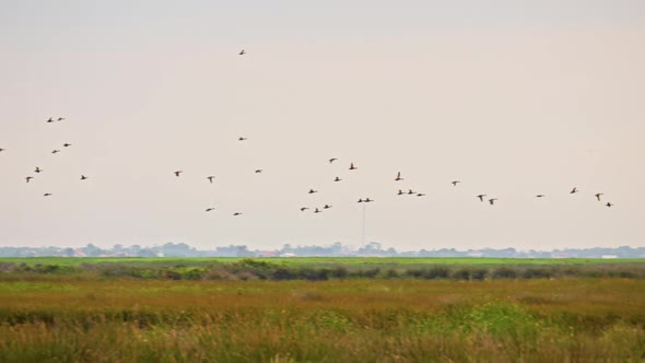 Herd of Birds (2K), Stock Footage | VideoHive