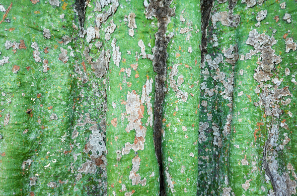 Close up photo of a tropical tree bark, abstract nature background ...