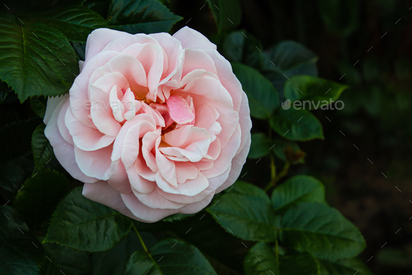 Light pink color Hybrid Tea Rose Aphrodite flower in a garden. Stock ...