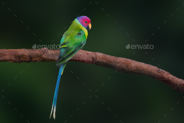 Male Blossom Headed Parakeet (Psittacula roseata) Stock Photo by ...