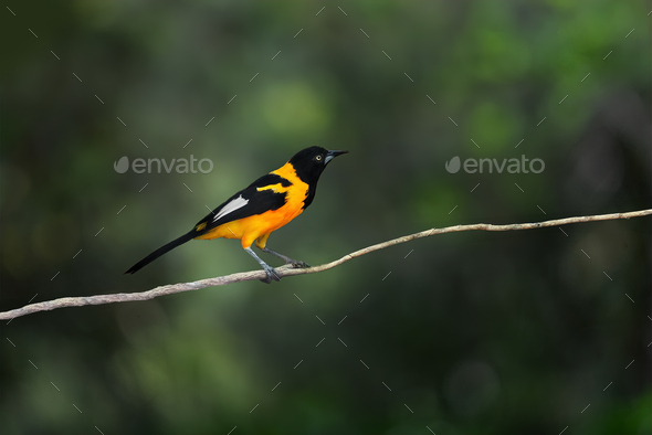 Campo Troupial bird (Icterus jamacaii) Stock Photo by diegograndi ...