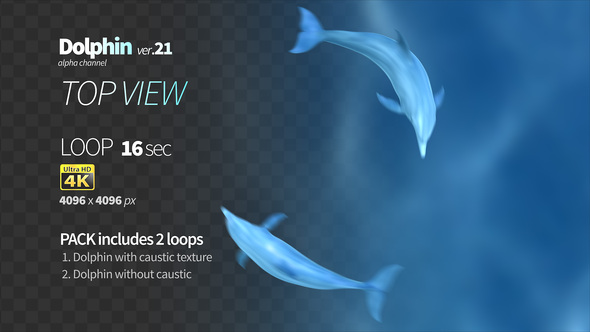 Dolphin 21, Motion Graphics | VideoHive