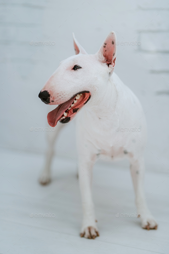 white dog with smooth fur Stock Photo by Omelnickiy | PhotoDune