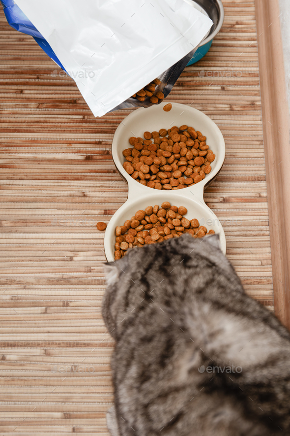 Pet owner feeds cat dry cat food Stock Photo by Jannissimo | PhotoDune