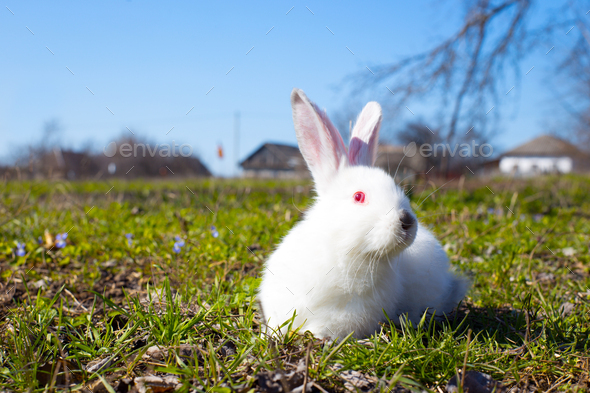 little white rabbit Stock Photo by azgek | PhotoDune