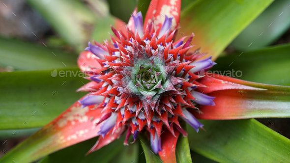 Wild pineapple bromeliad flower Stock Photo by msandrioli | PhotoDune