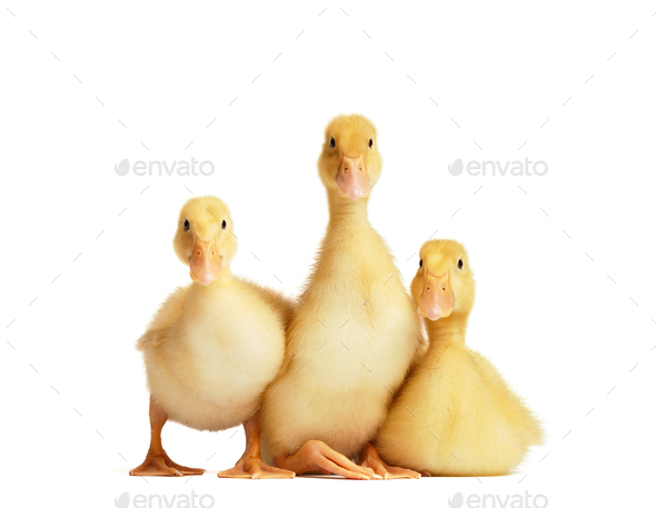 Three cute ducklings in funny poses on a white background. Little ...