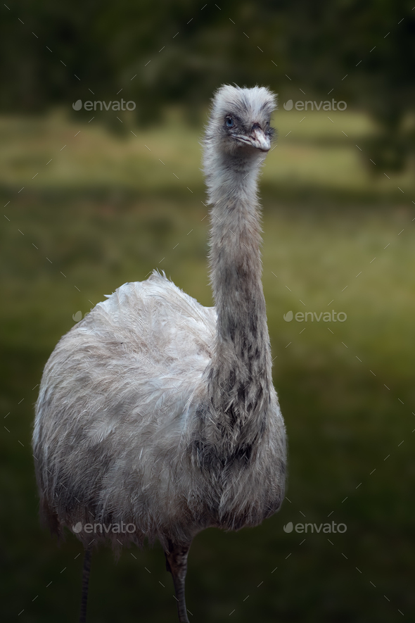 White Greater Rhea (Rhea americana) Stock Photo by diegograndi | PhotoDune