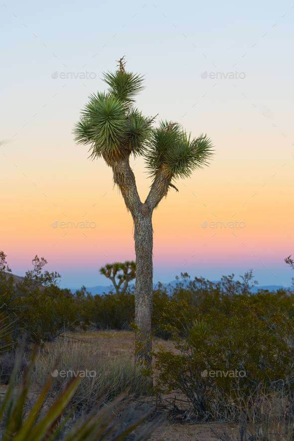 some small trees in a desert with a sky background during sunset Stock ...