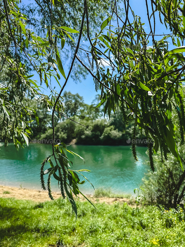 view of blue river water through tree branch Stock Photo by petruninsphotos