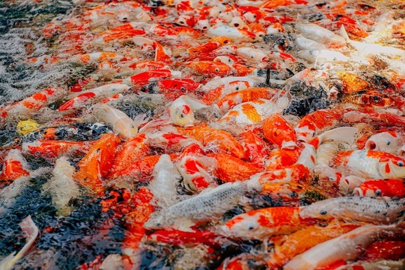 Top view of carp or crap fish in the pond with black background. Bird ...