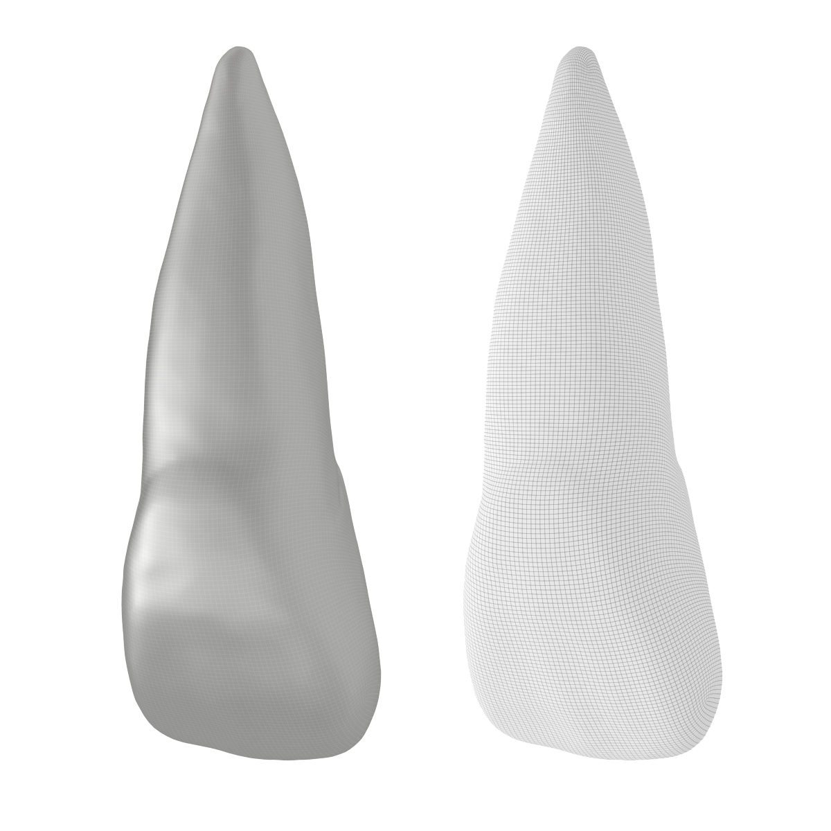 Human Upper Left Central Incisor Tooth by valeriik | 3DOcean