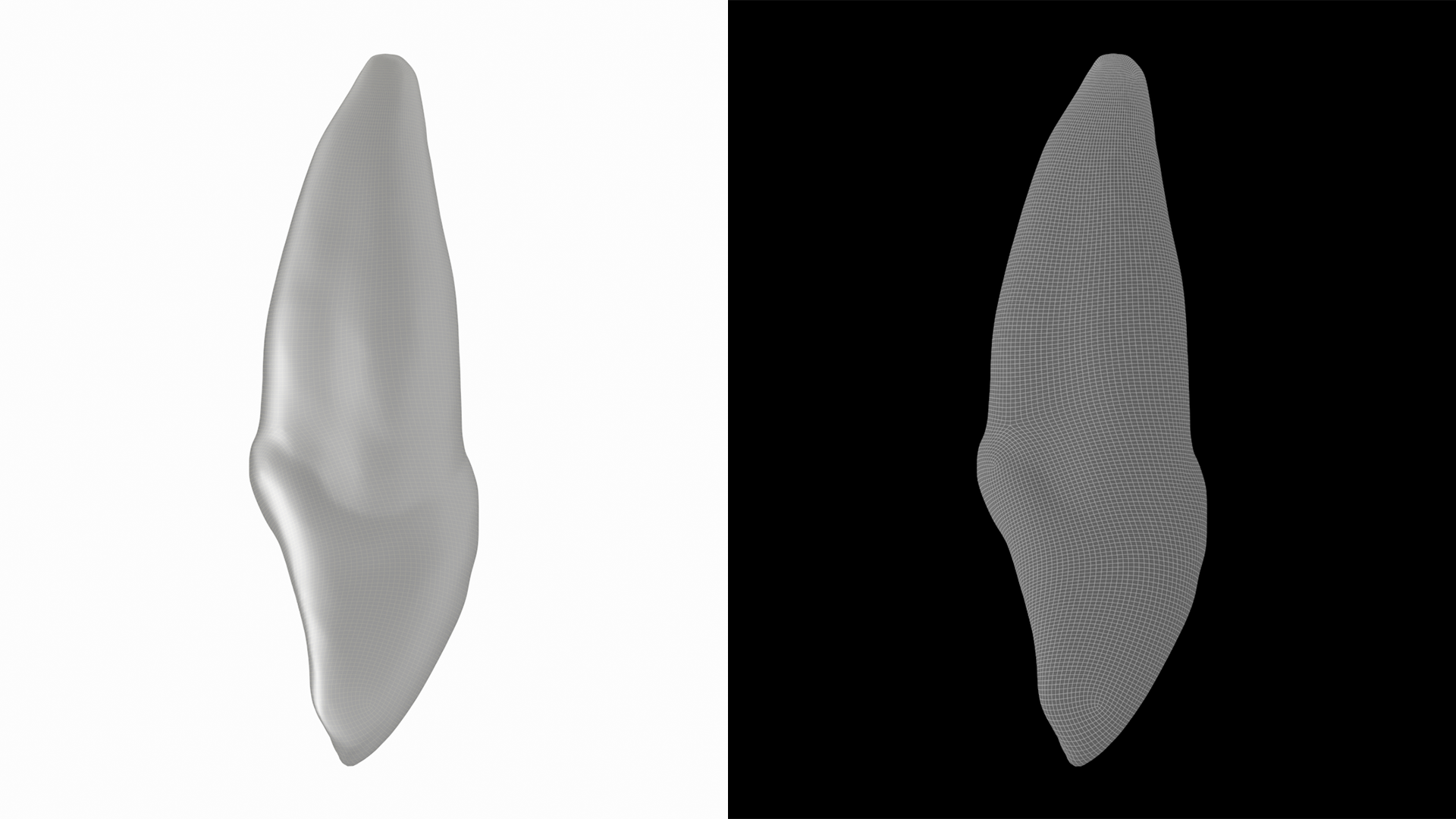 Human Upper Left Central Incisor Tooth by valeriik | 3DOcean