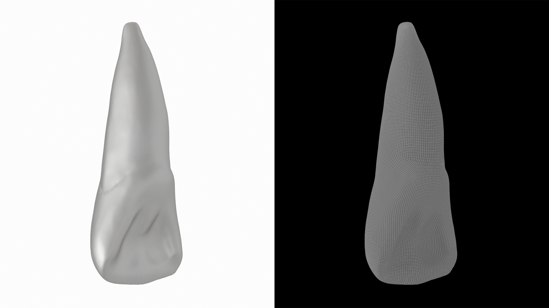 Human Upper Left Central Incisor Tooth by valeriik | 3DOcean