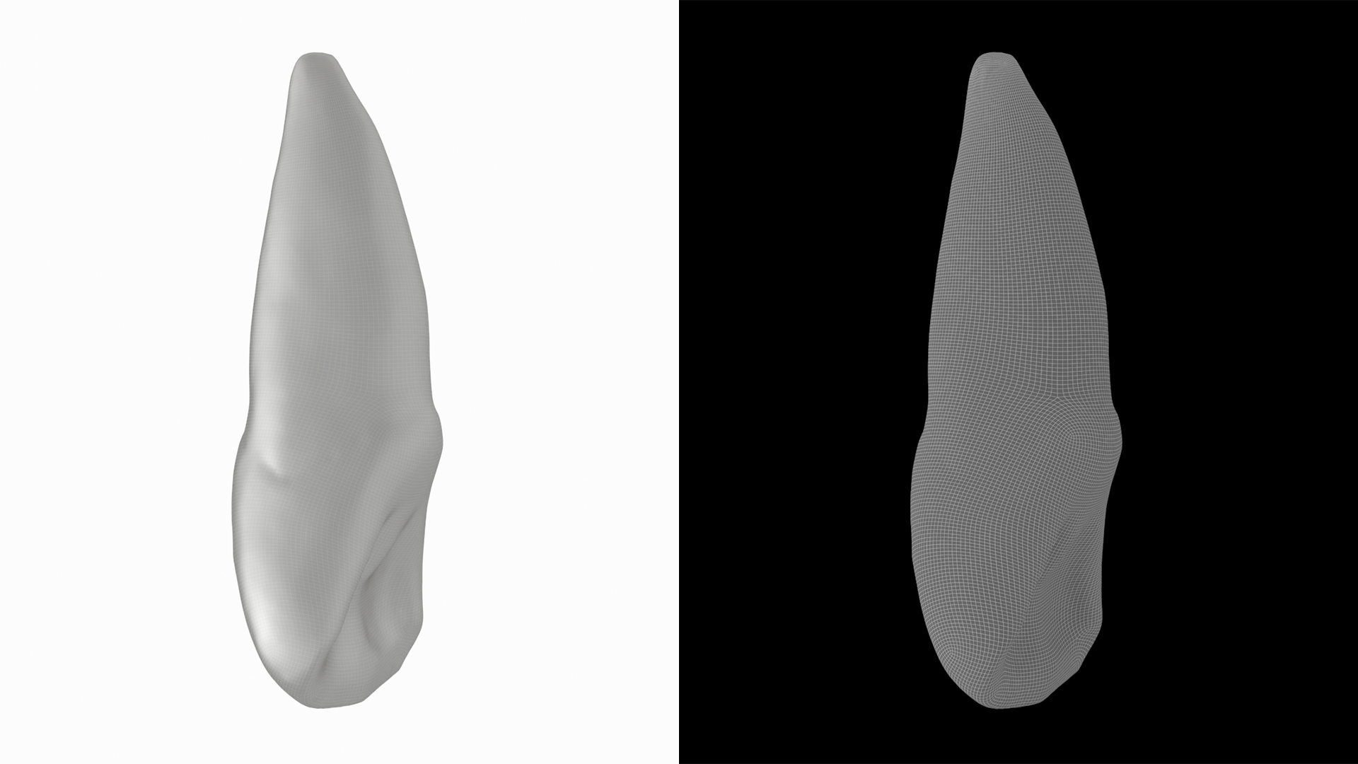 Human Upper Left Central Incisor Tooth by valeriik | 3DOcean