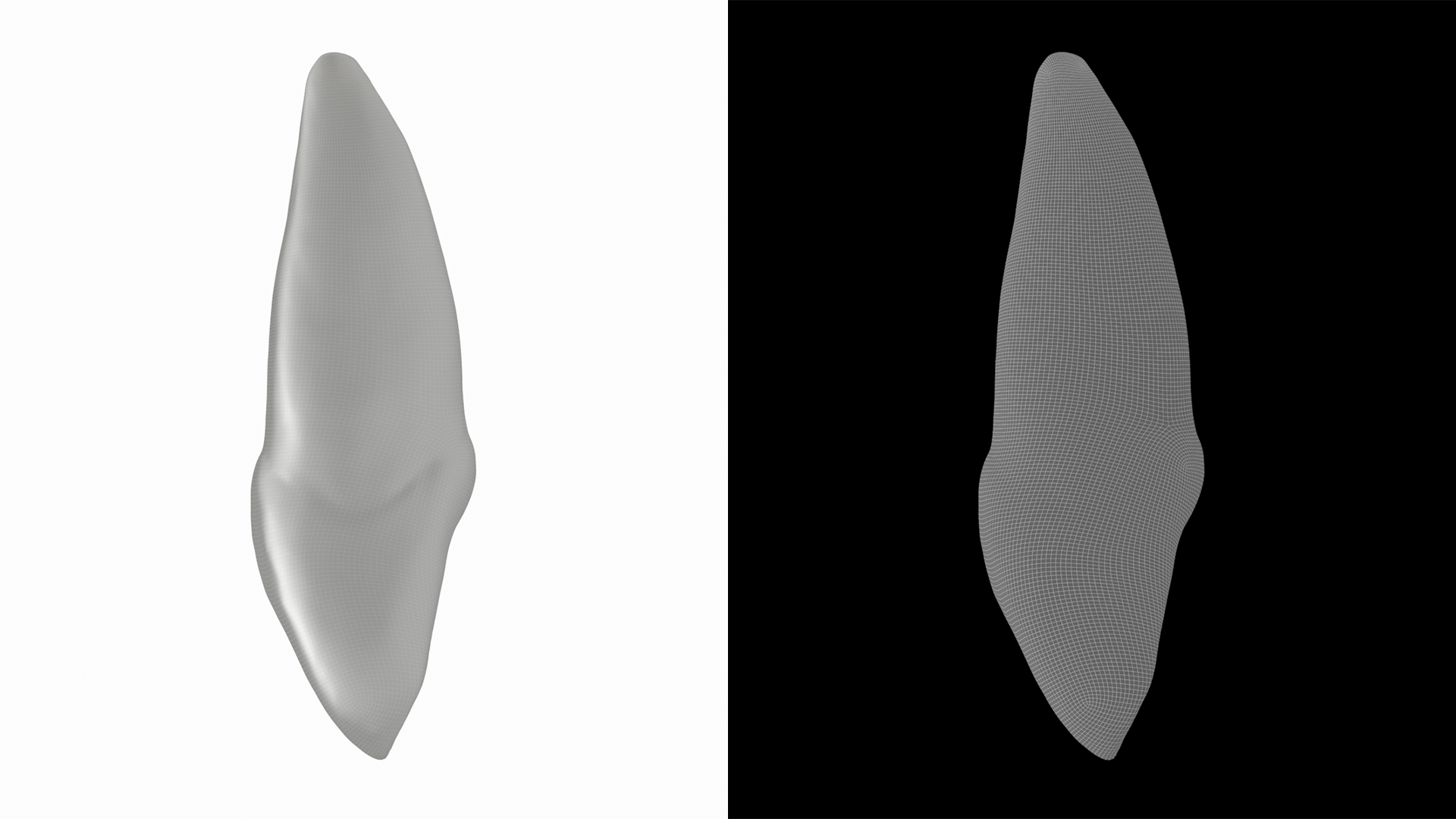 Human Upper Left Central Incisor Tooth by valeriik | 3DOcean