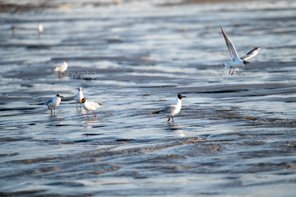 beach restoration using a sand transfer system, seagulls on the freshly ...