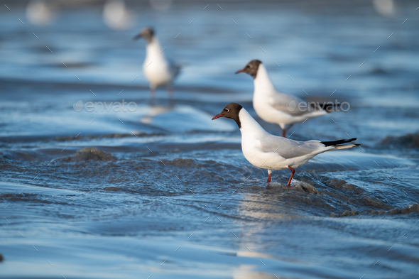 beach restoration using a sand transfer system, seagulls on the freshly ...