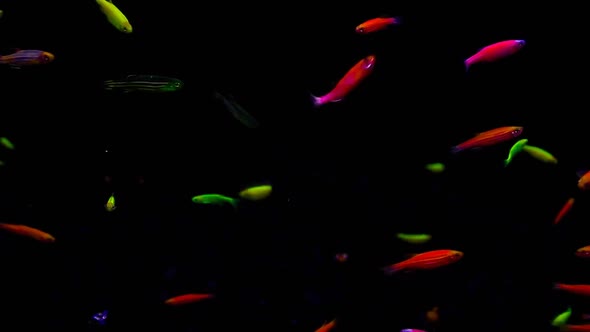 Genetically modified Zebra Danio that emits a neon glow known as ...