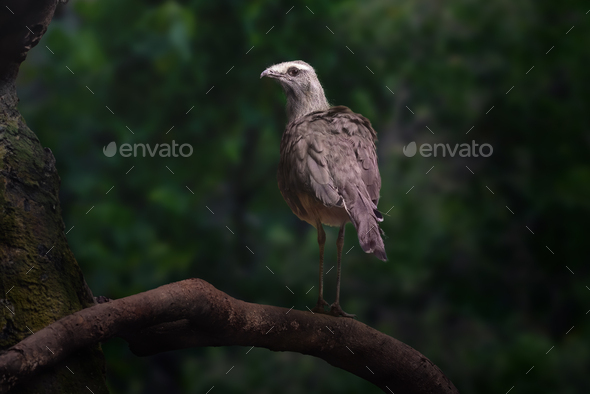 Black-legged Seriema bird (Chunga burmeisteri) Stock Photo by diegograndi