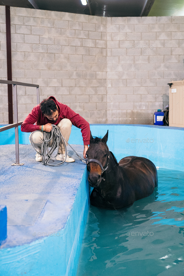 Horse Hydrotherapy Rehabilitation Session Stock Photo by luismanuelm