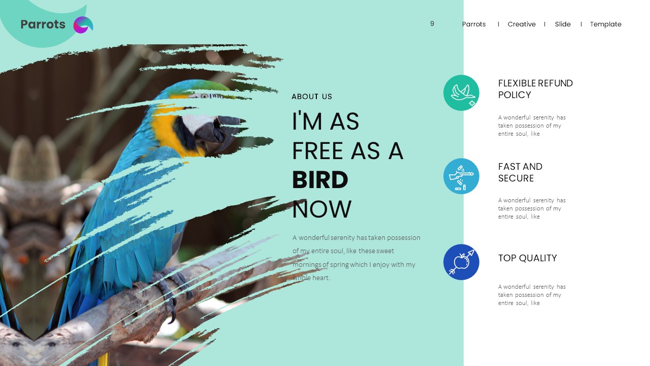 Parrots Birds Care PowerPoint Presentation, Presentation Templates