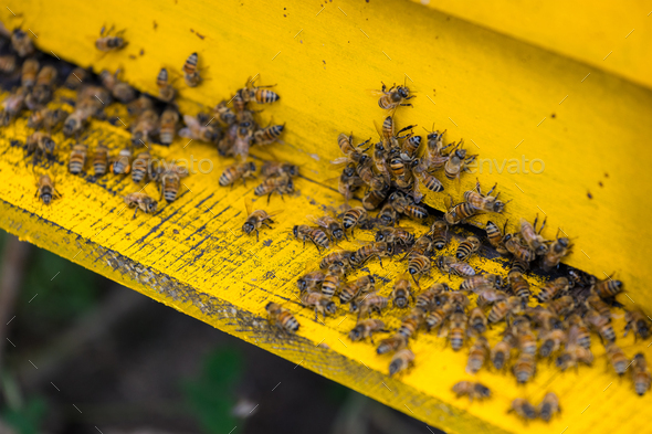 Bees in open bee hive box Stock Photo by leungchopan | PhotoDune