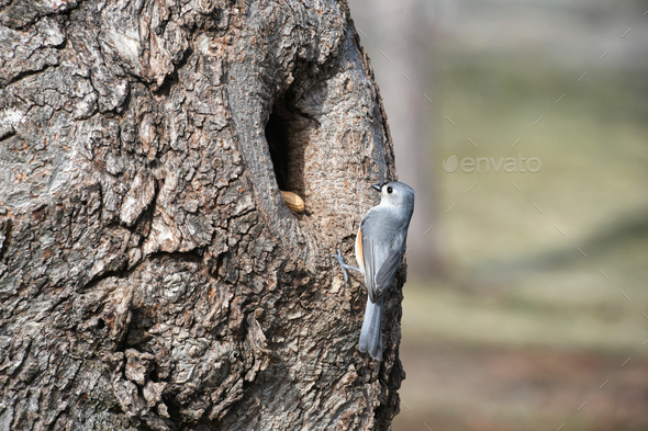 Tufted titmouse bird on a tree with a peanut in the opening Stock Photo ...