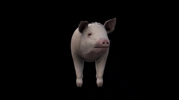 Pig Idle View From Front, Motion Graphics | VideoHive