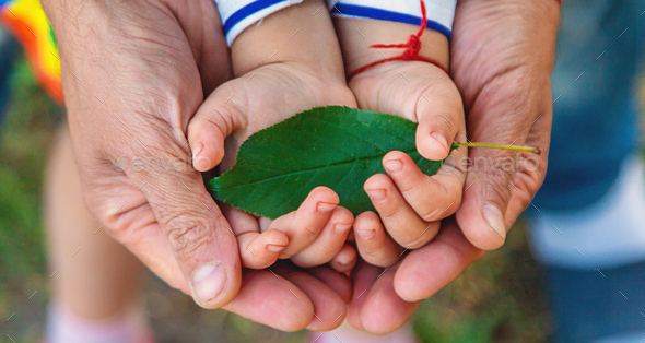 children and parents hold a piece of leaf in their hands. Selective ...