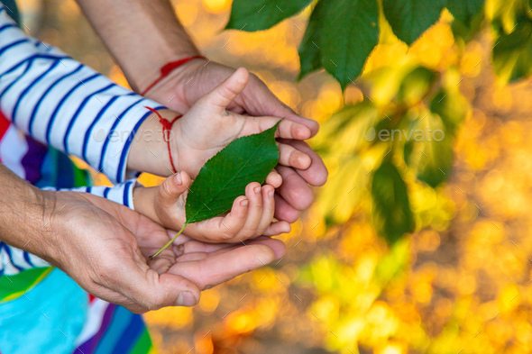 children and parents hold a piece of leaf in their hands. Selective ...