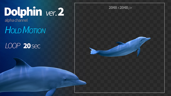 Dolphin 2, Motion Graphics | VideoHive